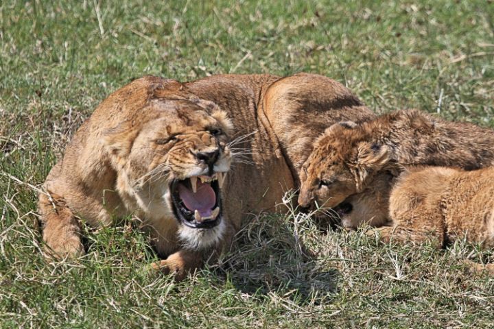 African Lioness Roaring at Two Cubs - Bob Rupp - Photography, Animals ...