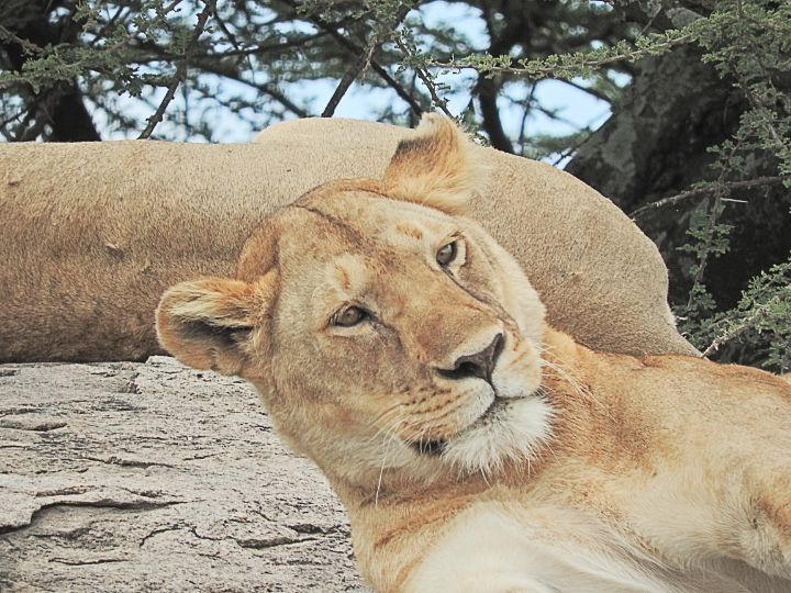 African Lioness Resting on a Rock - Bob Rupp - Photography, Animals ...