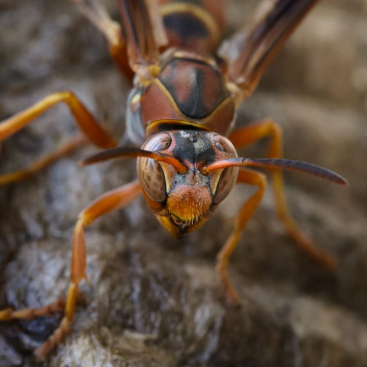 Wasp Close Up - Perkins Designs - Photography, Animals, Birds, & Fish ...