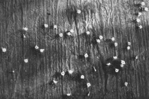 Hasibul Alam Turan, Visual artist - Photography