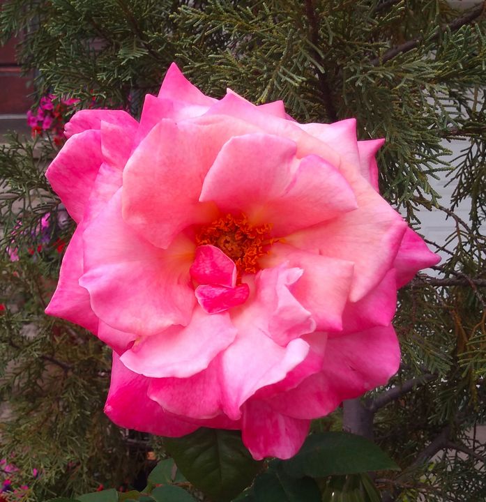 Pink Roses - Mitzi Lima - Photography, Flowers, Plants, & Trees ...