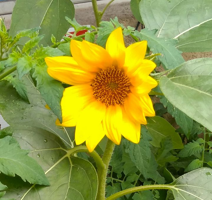 Sunflower - Mitzi Lima - Photography, Flowers, Plants, & Trees, Flowers ...