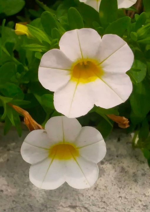 White Flower - Mitzi Lima - Photography, Flowers, Plants, & Trees ...