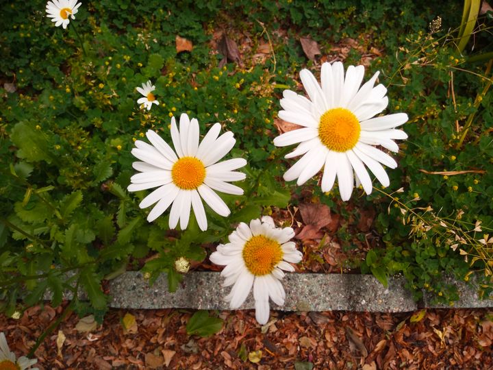 Daisies - Mitzi Lima - Photography, Flowers, Plants, & Trees, Flowers ...
