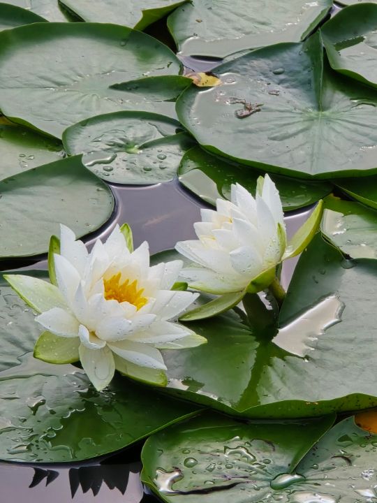 Great Taste Gallery - Photography