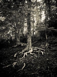 H Wesley Phillips - Photography