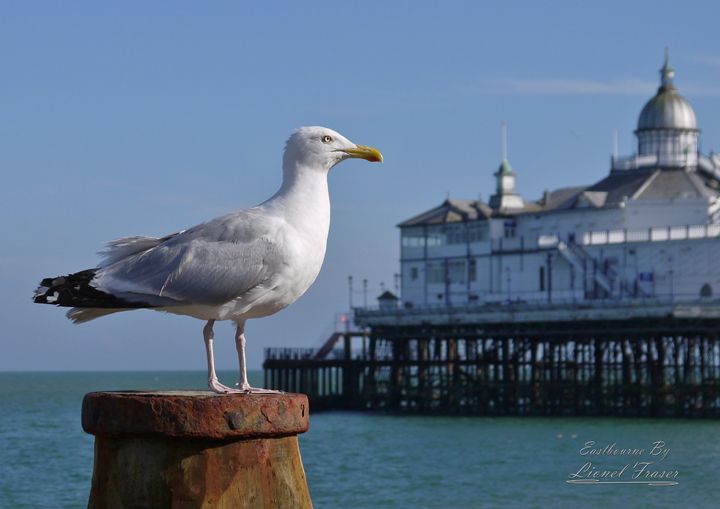 Seagull on Beach Groyne Pier - Lionel Fraser, Pictures of Eastbourne ...