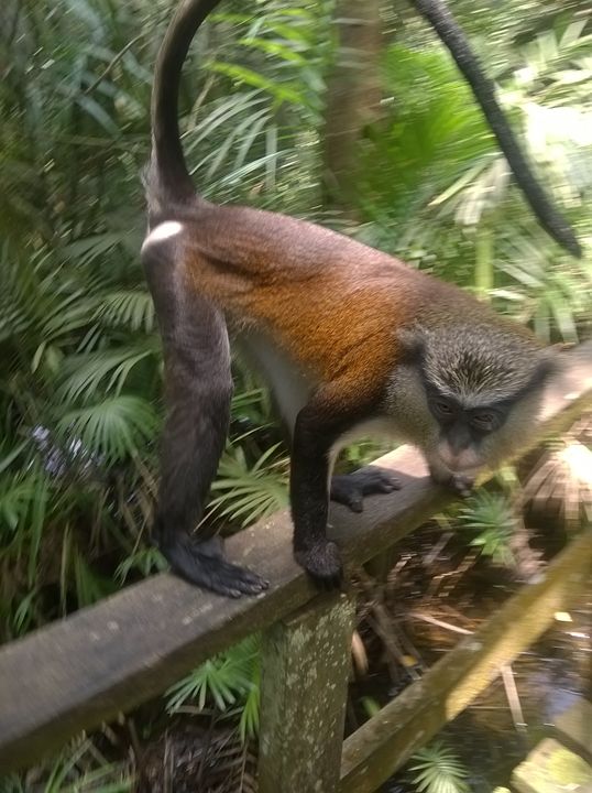 Little monkey - Josh's gallery - Photography, Animals, Birds, & Fish ...