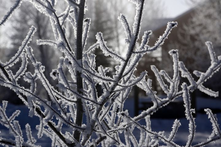 Fog icicles on a tree - Ely Greenhut - Photography, Landscapes & Nature ...