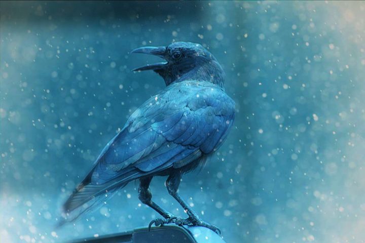 crow in the snow - Yankee Dervish - Photography, Animals, Birds, & Fish ...