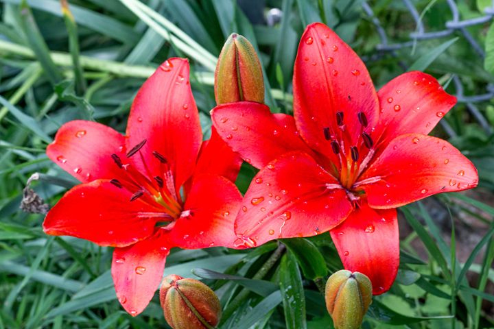 Red Lilies - Leader Photography - Photography, Flowers, Plants, & Trees ...