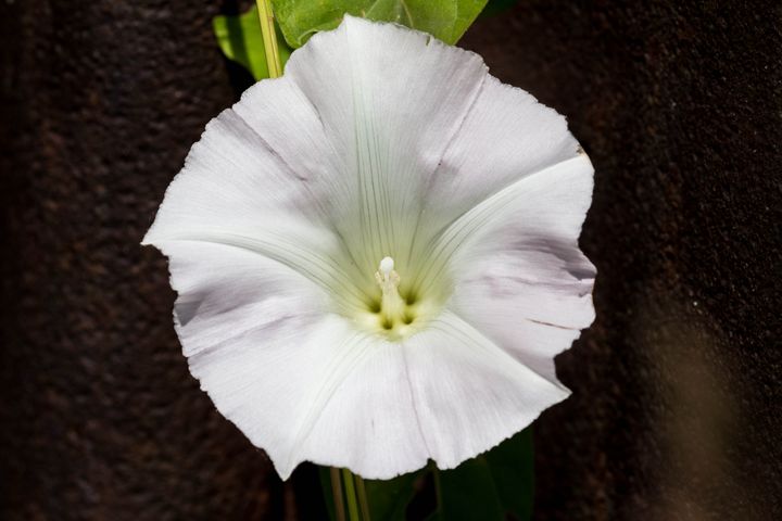 Nightshade - Leader Photography - Photography, Flowers, Plants, & Trees ...