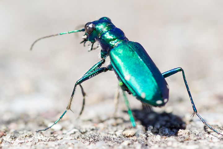 Six Spotted Tiger Beetle - Leader Photography - Photography, Animals ...