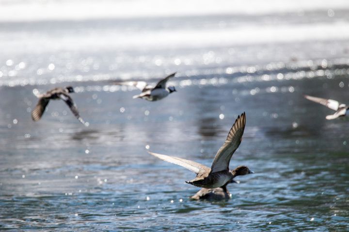 Ducks - Leader Photography - Photography, Animals, Birds, & Fish, Birds ...