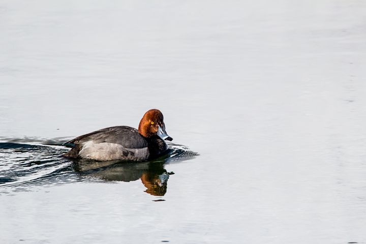 Redhead Duck - Leader Photography - Photography, Animals, Birds, & Fish ...