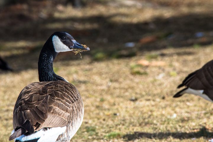 Canadian geese - Leader Photography - Photography, Animals, Birds ...