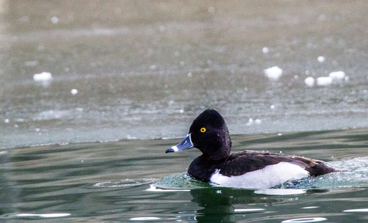 Ring Necked Duck - Leader Photography - Paintings & Prints, Animals ...