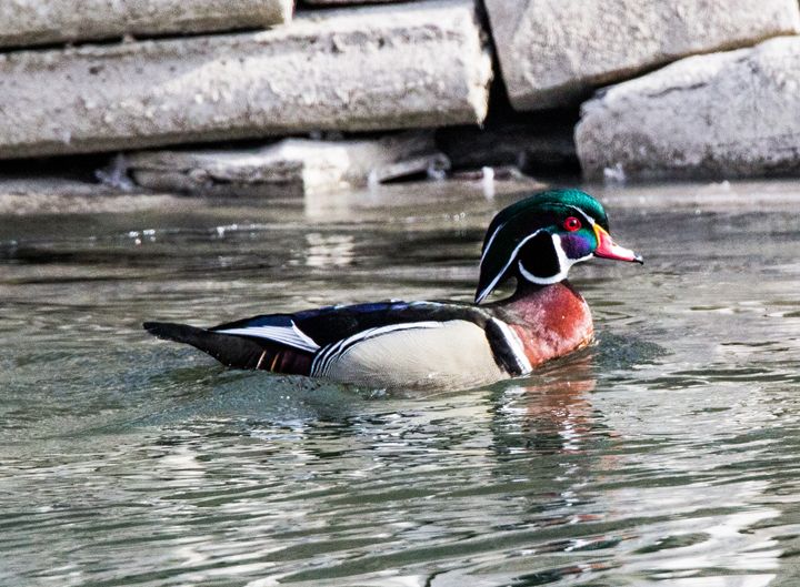 Wood Duck - Leader Photography - Photography, Animals, Birds, & Fish ...