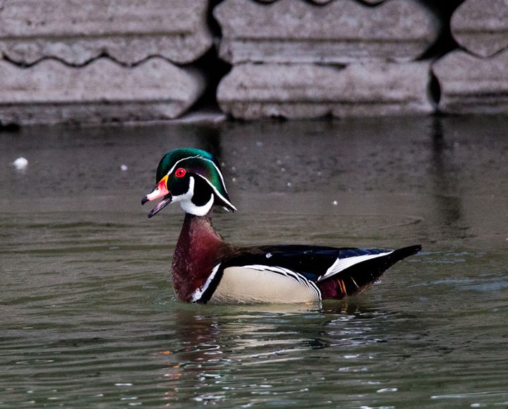 Wood Duck - Leader Photography - Photography, Animals, Birds, & Fish ...