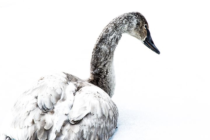 Swan - Leader Photography - Photography, Animals, Birds, & Fish, Birds ...