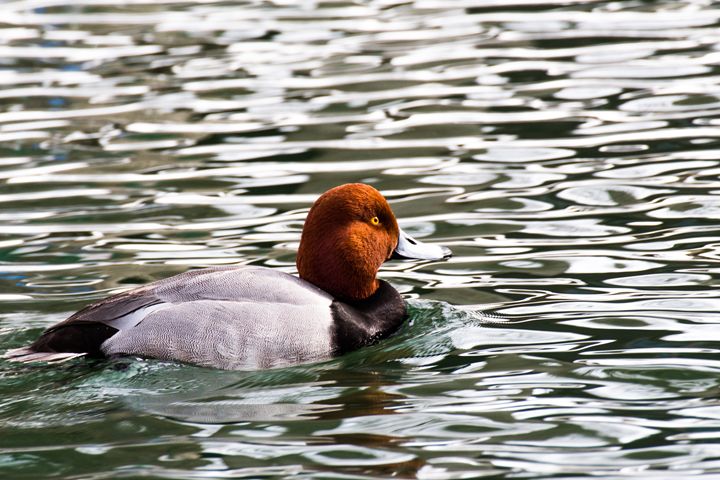 Redhead Duck - Leader Photography - Photography, Animals, Birds, & Fish ...