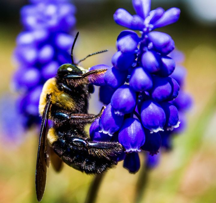 Bee - Leader Photography - Photography, Animals, Birds, & Fish, Bugs ...