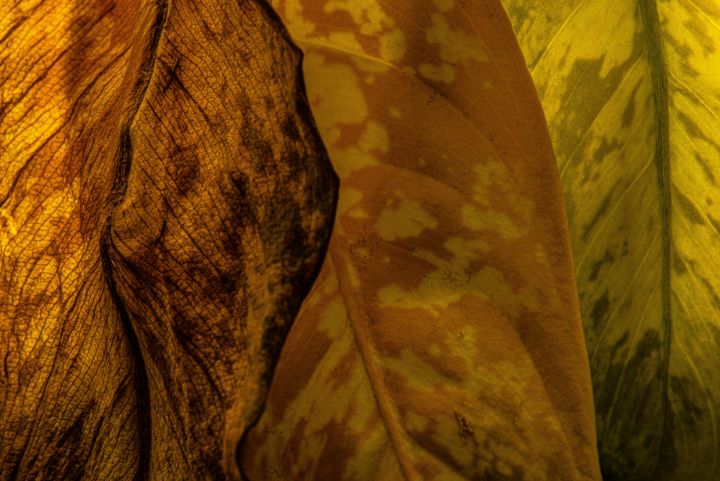 Generations - Selas - Photography, Flowers, Plants, & Trees, Plants ...