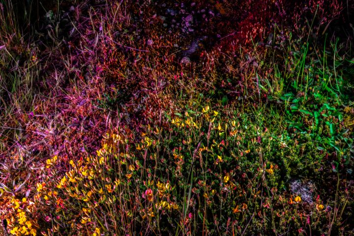 The Dusk Landscape Impression - Selas - Photography, Flowers, Plants ...