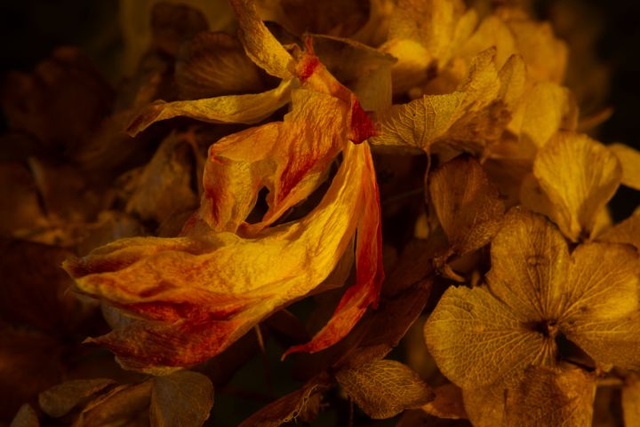 Posing 2 - Selas - Photography, Flowers, Plants, & Trees, Flowers ...