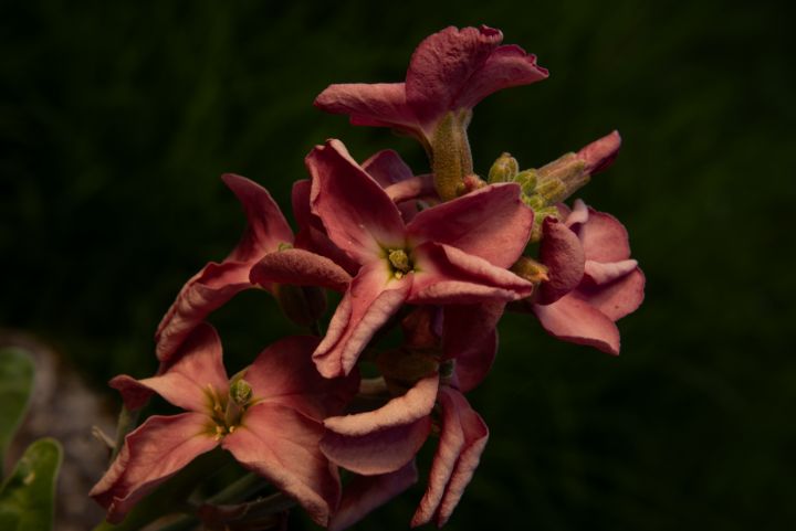 Crossroads - Selas - Photography, Flowers, Plants, & Trees, Flowers ...