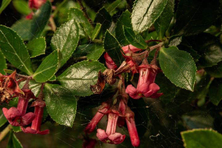 Entanglement - Selas - Photography, Flowers, Plants, & Trees, Flowers ...