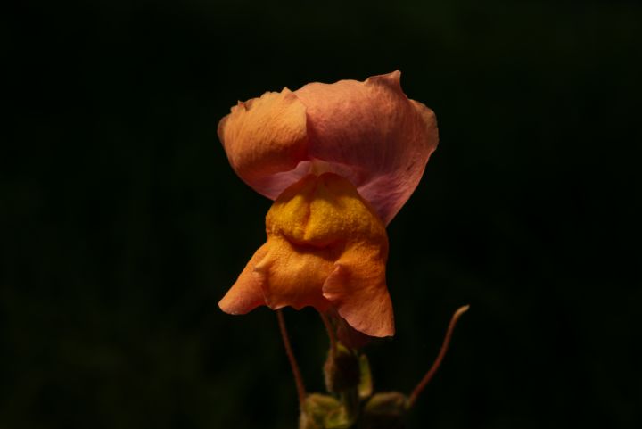 On My Own - Selas - Photography, Flowers, Plants, & Trees, Flowers ...