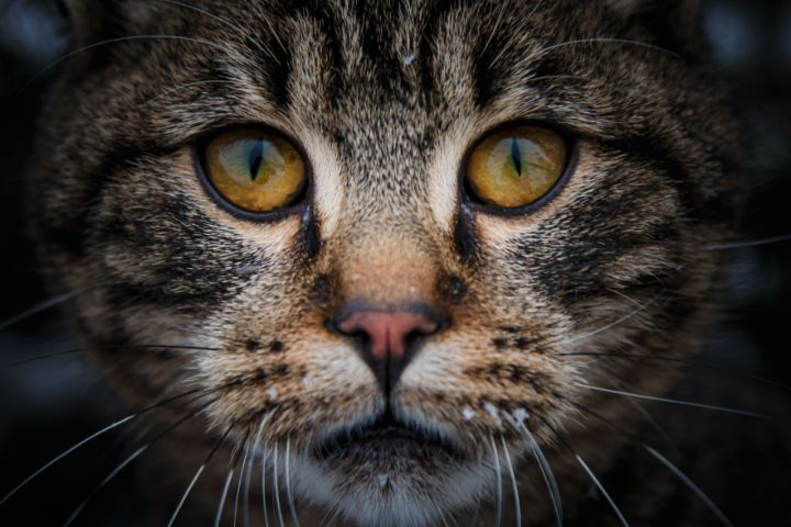 The Tom - Tamara's Gallery - Photography, Animals, Birds, & Fish, Cats ...