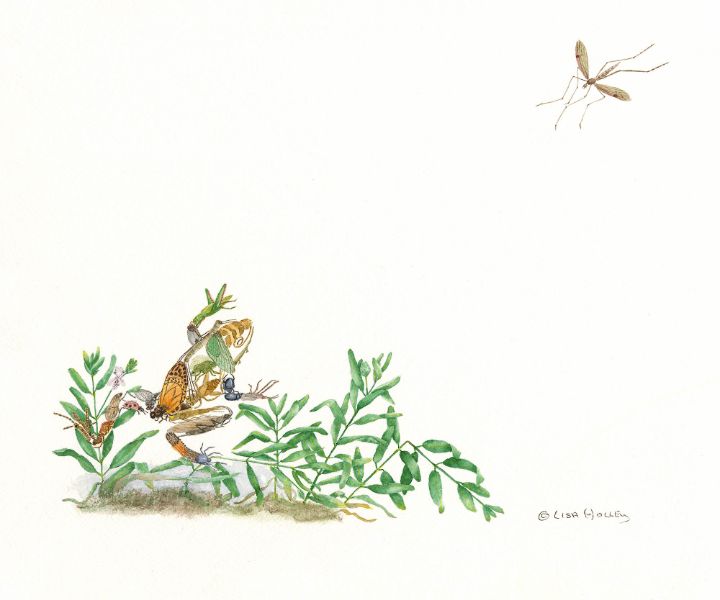 Lisa Holley - Paintings & Prints