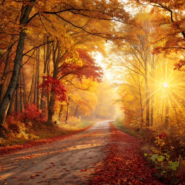 Autumn's Radiant Path - LAARAZOOM - Digital Art & AI, Landscapes ...
