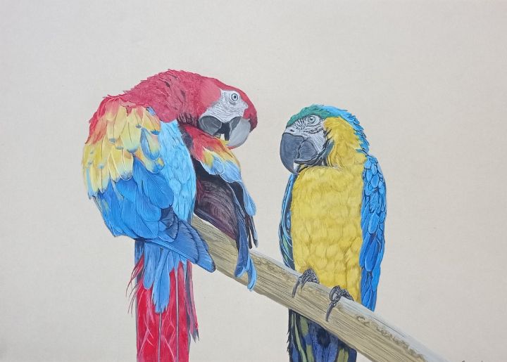 Les Aras - Cey's Art - Paintings & Prints, Animals, Birds, & Fish ...
