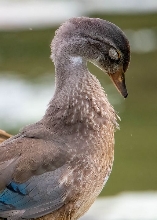 Peaceful wood duck - Adrienne Bello Photography - Photography, Animals ...