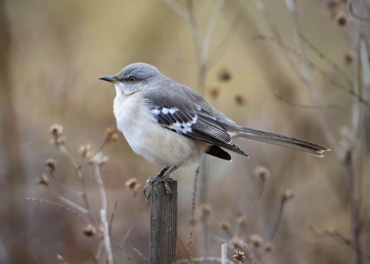 Mockingbird - Adrienne Bello Photography - Photography, Animals, Birds ...