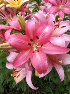 Xennie's - Photography, Crafts & Other Art