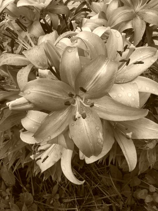 Xennie's - Photography, Crafts & Other Art