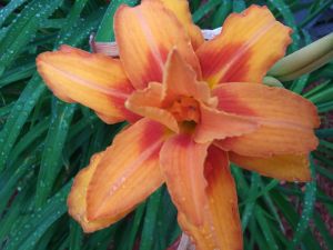 Xennie's - Photography, Crafts & Other Art