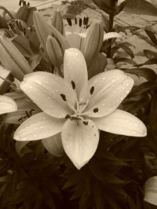 Xennie's - Photography, Crafts & Other Art