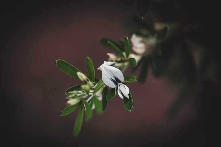 Flower - Chattaway Crafting Co. - Photography, Flowers, Plants, & Trees ...