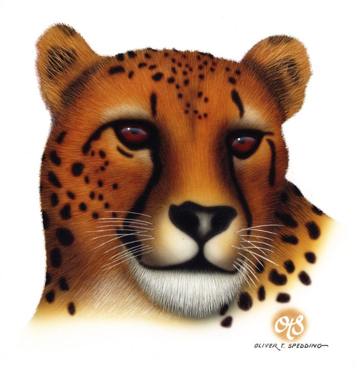 Mother Cheetah - Oliver T. Spedding - Paintings & Prints, Animals ...