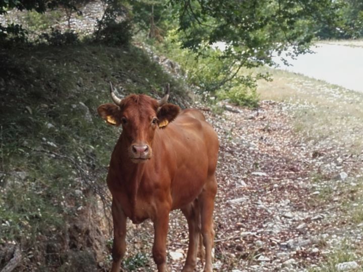 a red cow,up in the mountain - Using AI to visualize my dreams ...