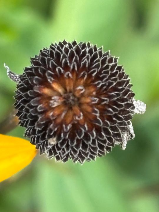 Close-Up of a Flushing Flower - Liminal Space - Photography, Flowers ...