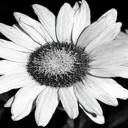 Noir Flower - Liminal Space - Photography, Flowers, Plants, & Trees ...