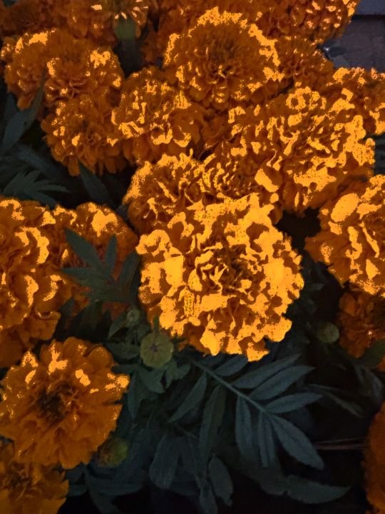 Flowers Complete with Shadows - Liminal Space - Photography, Flowers ...