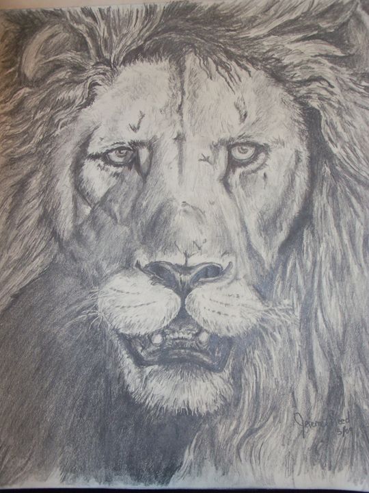 Lion - J Reed Studios - Drawings & Illustration, Animals, Birds, & Fish ...