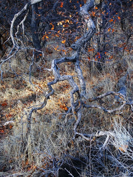 Chaparral brush 2 - John Rand - Photography, Landscapes & Nature ...